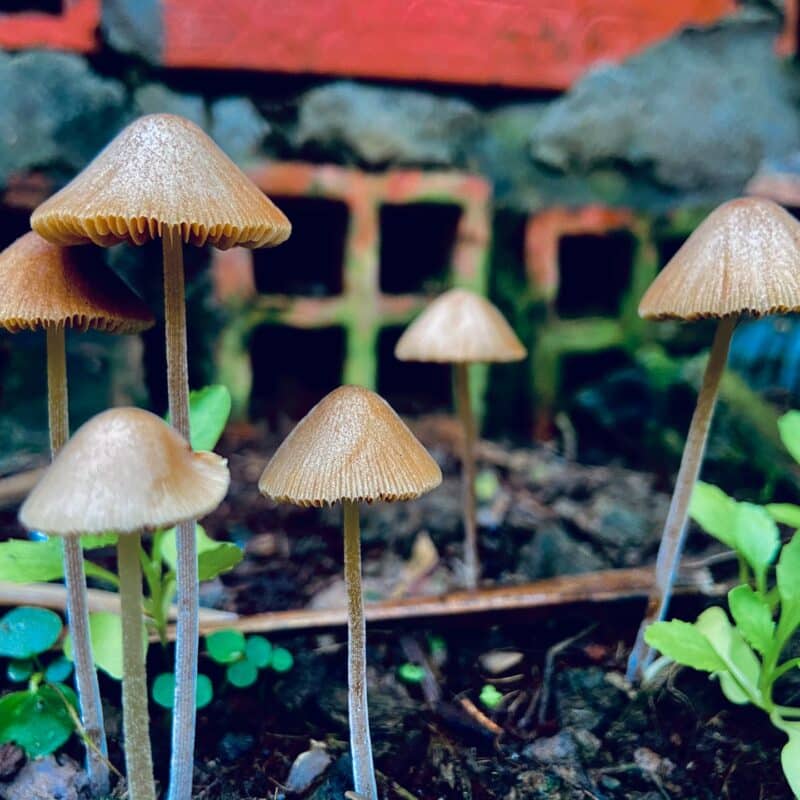 Cannabis Consumption Lounge License in California | Cannabis ...