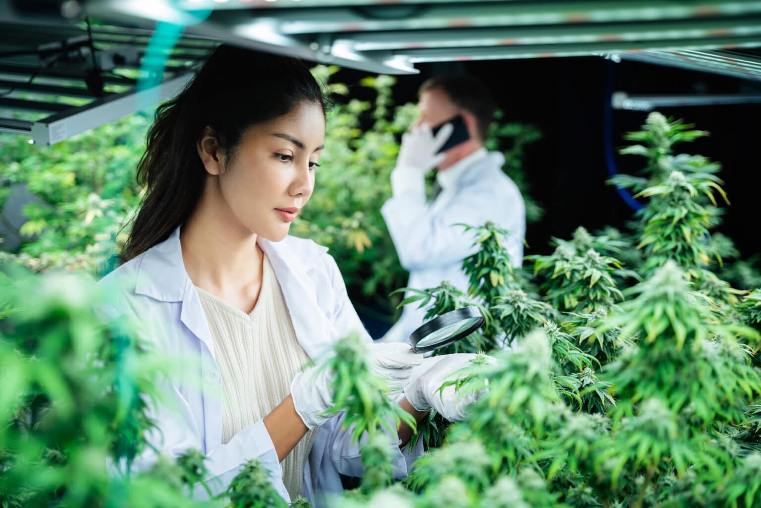 Cannabis Consultants | Marijuana Business Consulting Firm